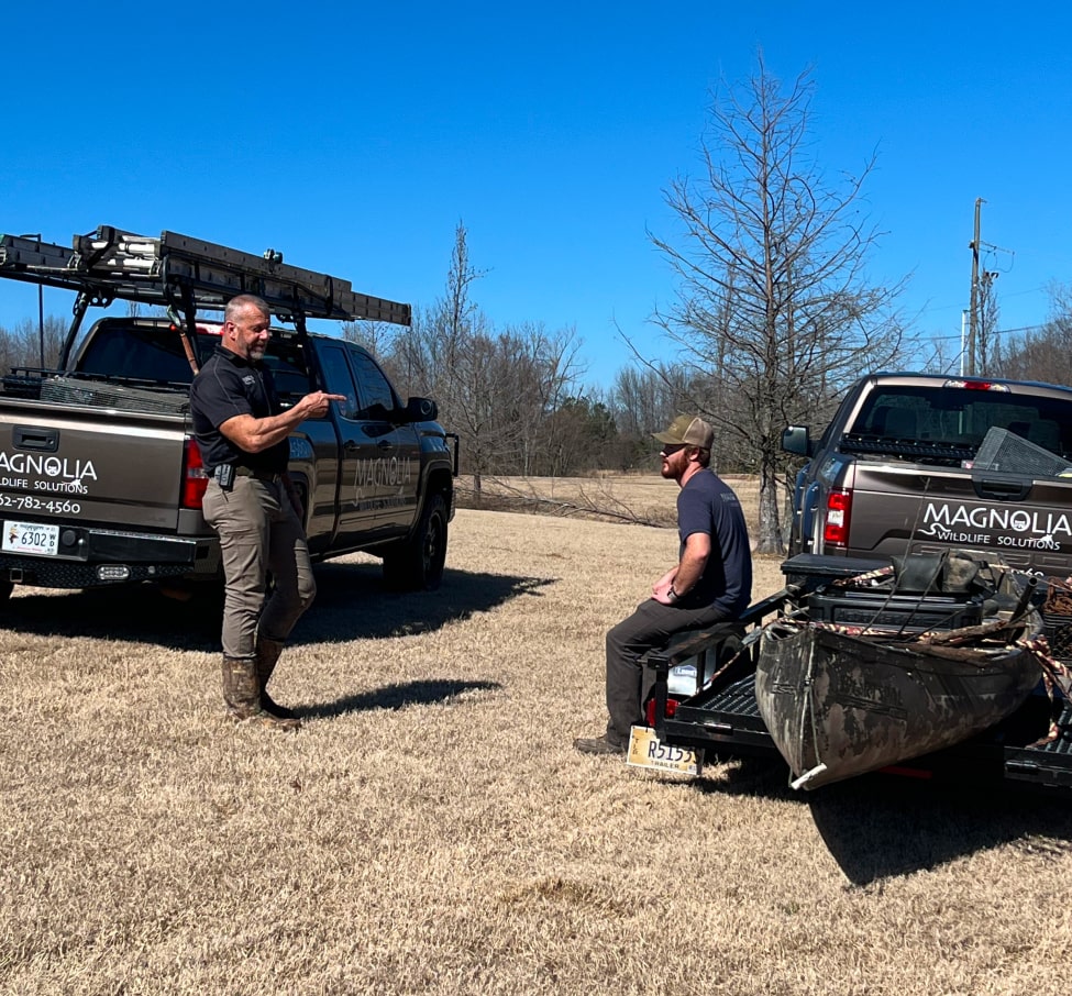 Beaver Control in Olive Branch, MS | Beaver Trapping & Removal