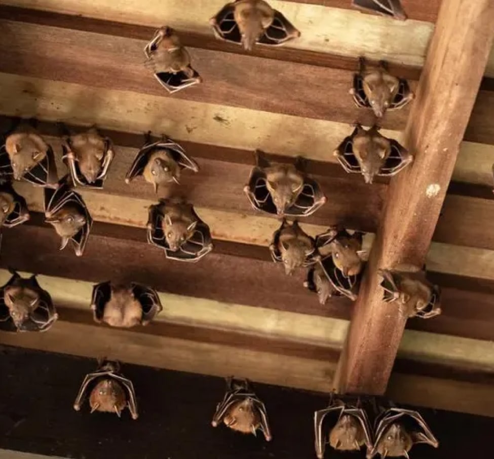 Bat Control in Olive Branch, MS | Bat Removal & Prevention