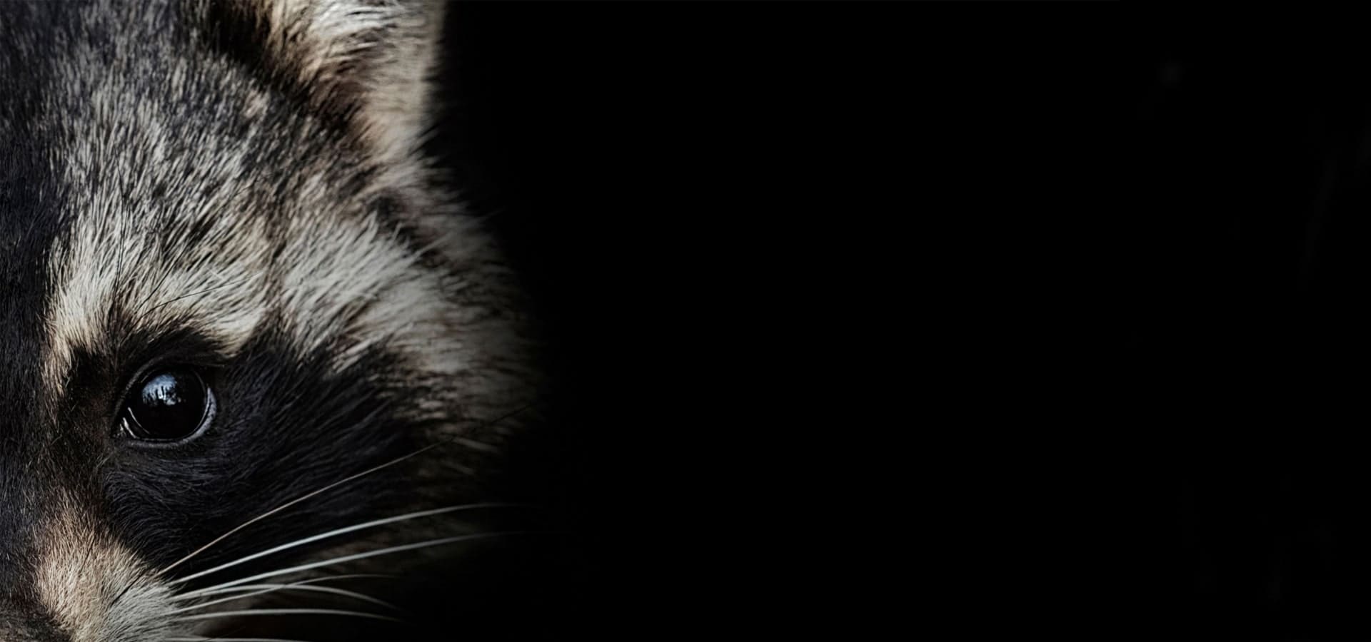 Raccoon Control & Trapping | Magnolia Wildlife in Tennessee