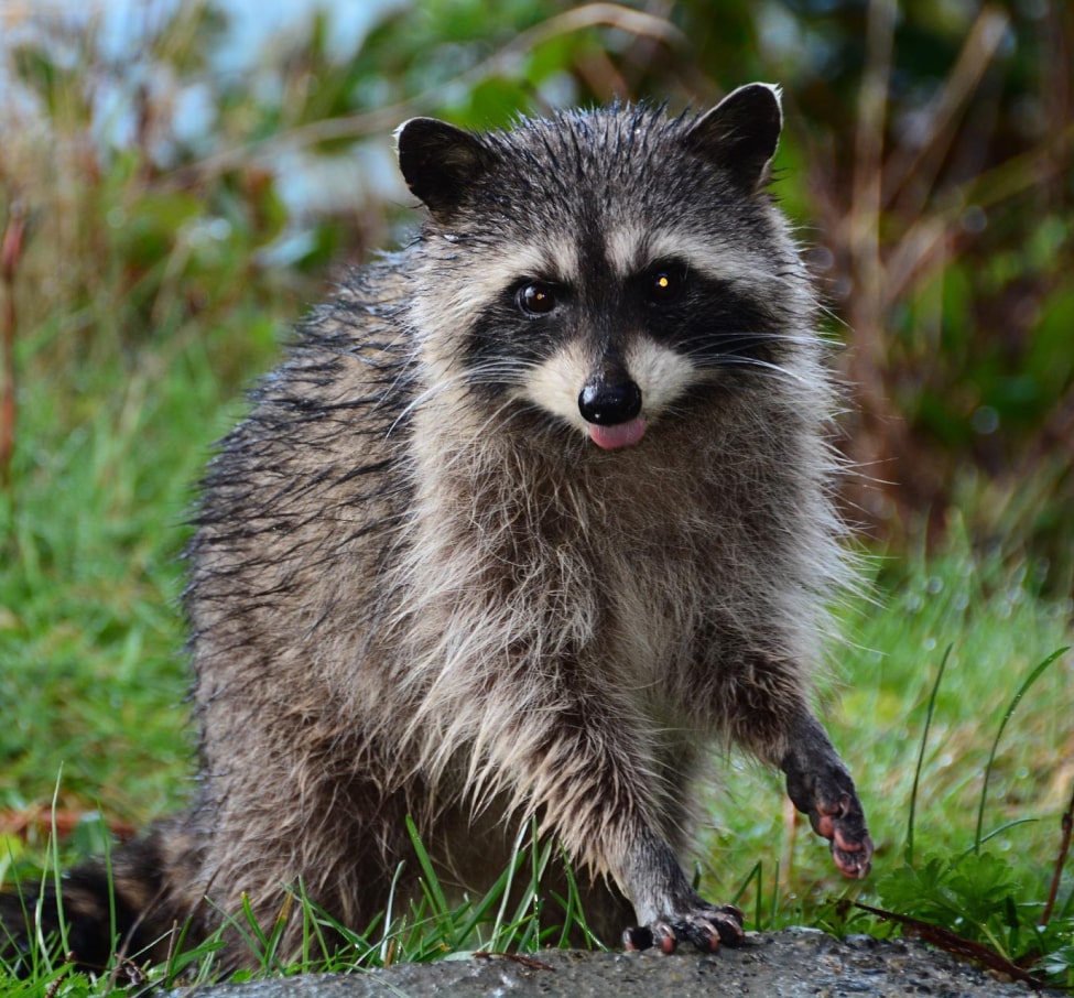 Raccoon Control in Olive Branch, MS | Raccoon Trapping & Removal