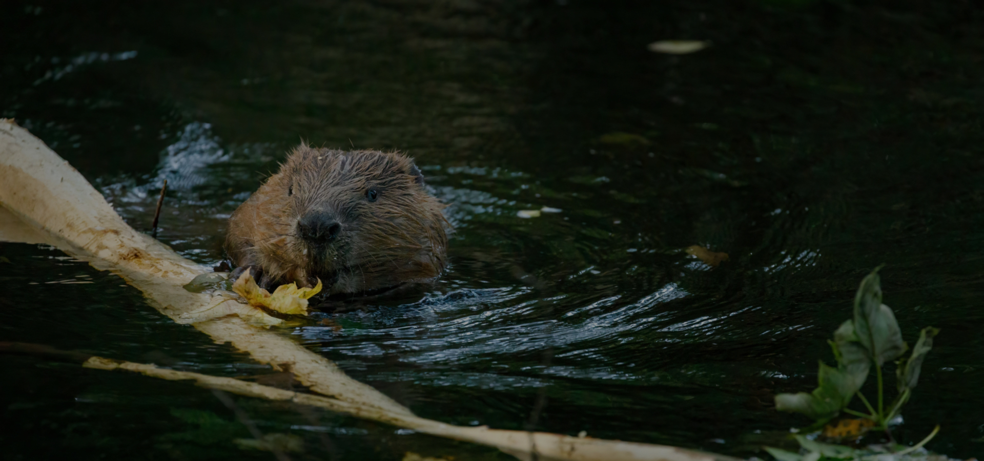 Beaver Control In Southwest Tennessee